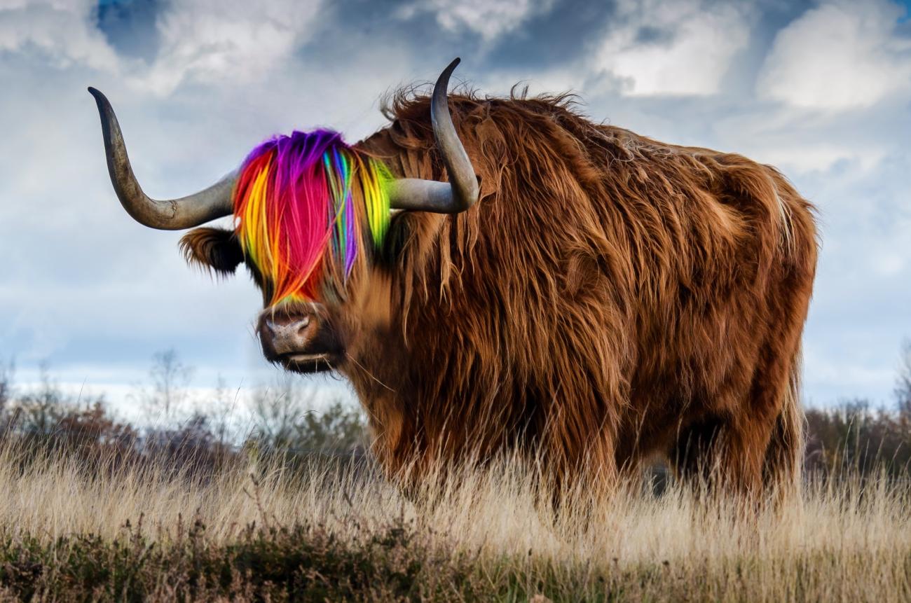 RAARHAAR | De Studio